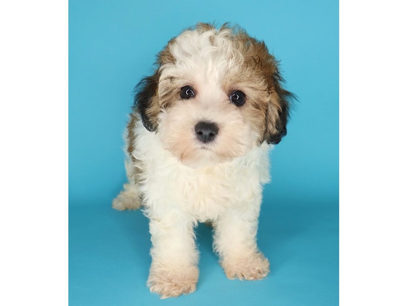 Gallery Archive | XO PUPS