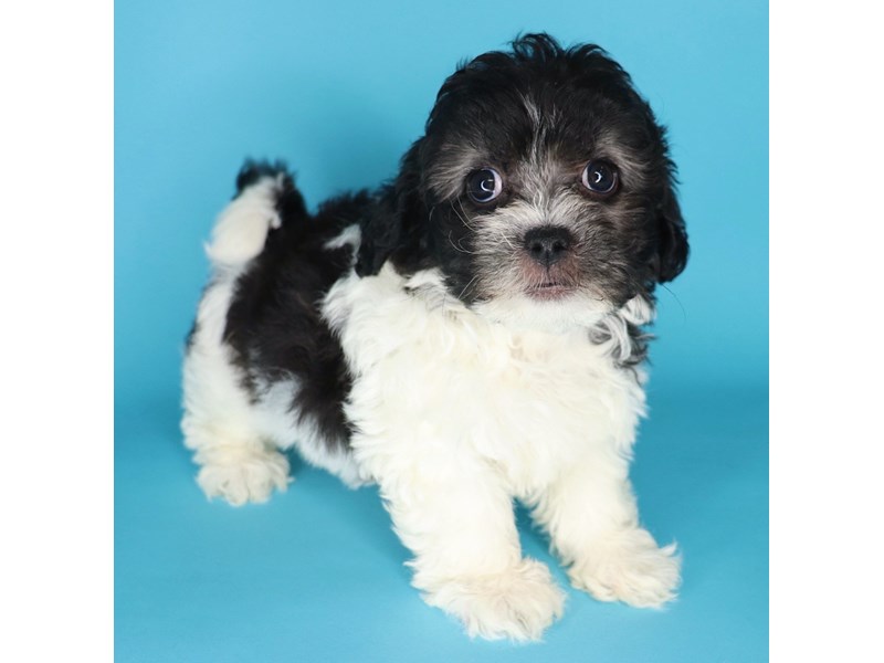 Gallery Archive - XO PUPS