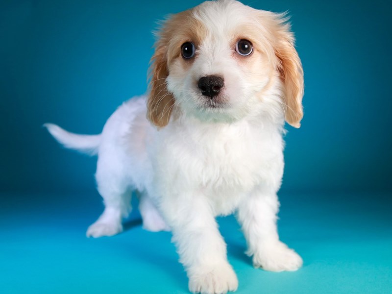 Gallery Archive - XO PUPS