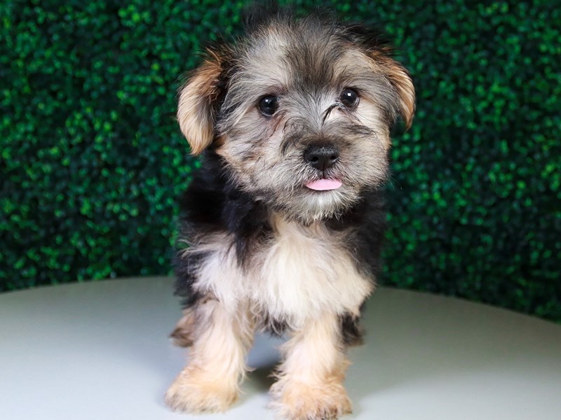 Gallery Archive - XO PUPS