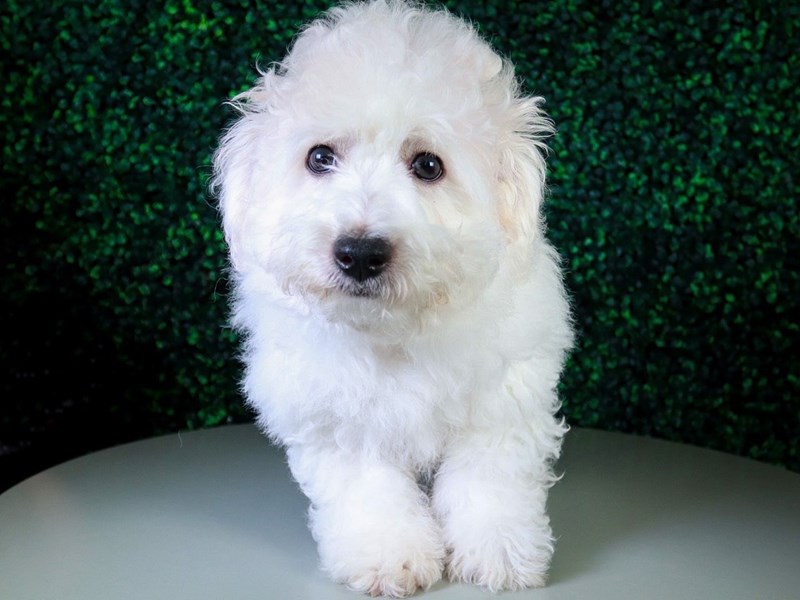 Gallery Archive - XO PUPS