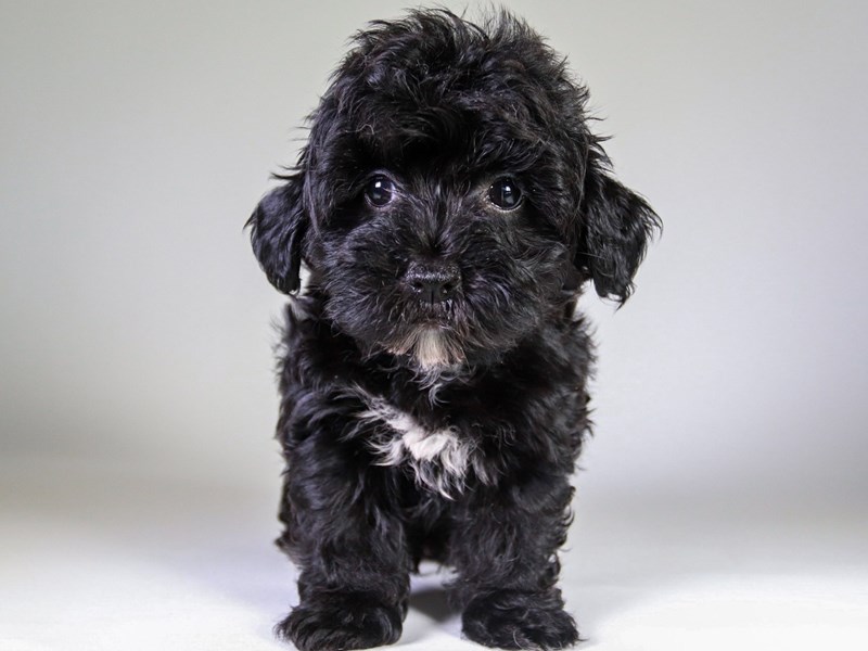 Gallery Archive - XO PUPS