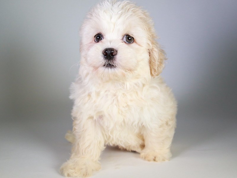 Gallery Archive - XO PUPS