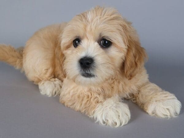 XO PUPS | Visit Our Loving Puppies For Sale | Chantilly, VA