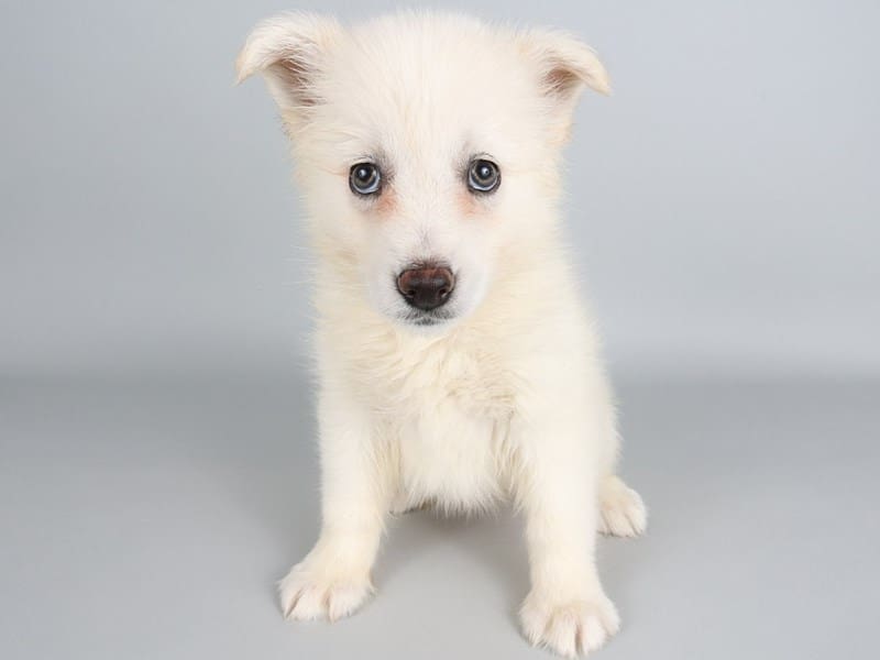 White Pomsky Puppy