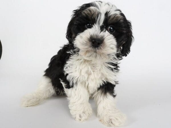 Puppies For Sale Near You | XO PUPS