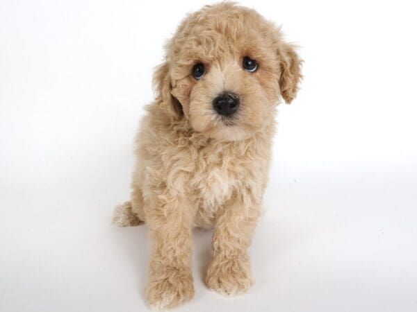 Poochon Puppies - XO PUPS