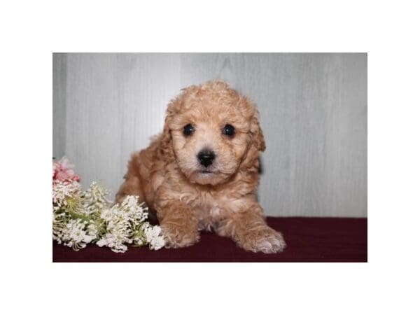 XO PUPS | Visit Our Loving Puppies For Sale in Virginia