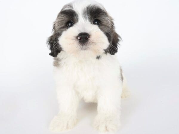 Puppies For Sale Near Me | XO PUPS Pet Store