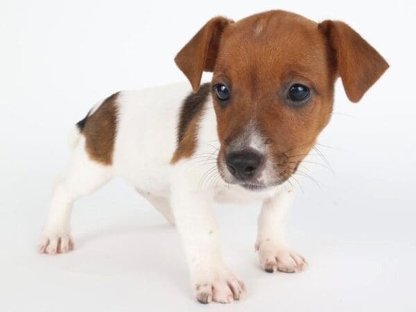Puppies For Sale Near Me | XO PUPS Pet Store