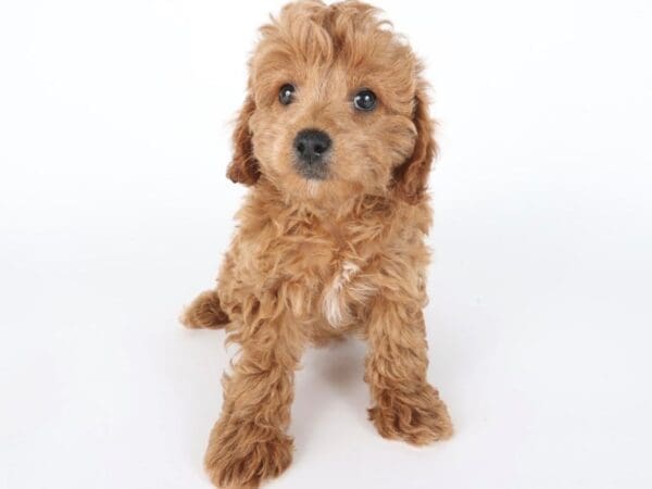 XO PUPS | Puppies For Sale in Virginia