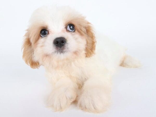 Puppies For Sale Near Me | XO PUPS Pet Store