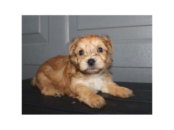 XO PUPS | Puppies For Sale in Virginia