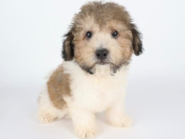 XO PUPS | Puppies For Sale in Virginia