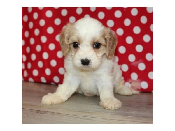 XO PUPS | Puppies For Sale in Virginia