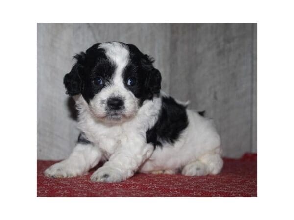 XO PUPS | Puppies For Sale in Virginia