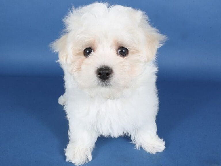 XO PUPS | Puppies For Sale in Virginia