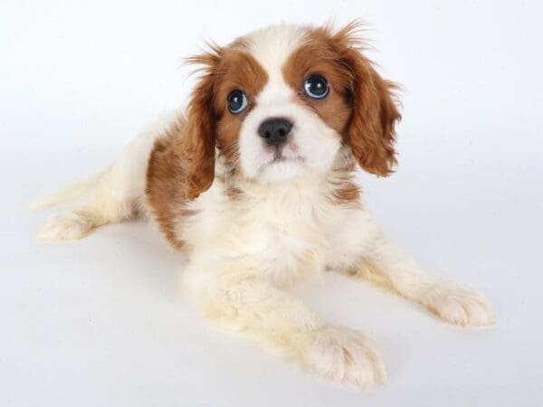 Puppies For Sale Near Me | XO PUPS Pet Store