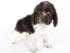 Puppies For Sale Near Me | XO PUPS Pet Store