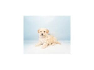 Puppies For Sale Near Me | XO PUPS Pet Store