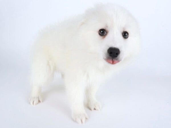 Puppies For Sale Near Me | XO PUPS Pet Store