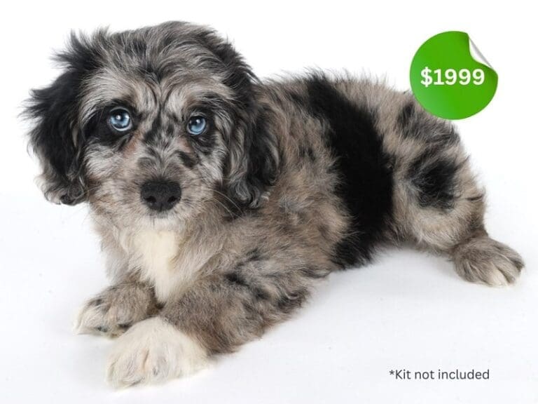 Puppies For Sale Near Me | XO PUPS Pet Store