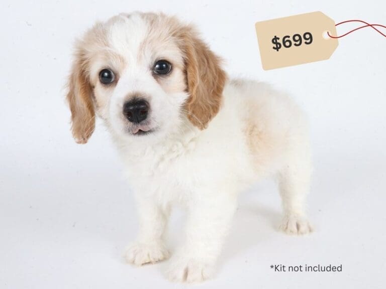 Puppies For Sale Near Me | XO PUPS Pet Store