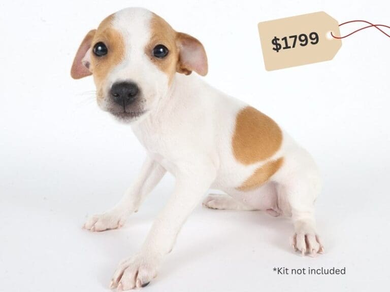 Puppies For Sale Near Me | XO PUPS Pet Store